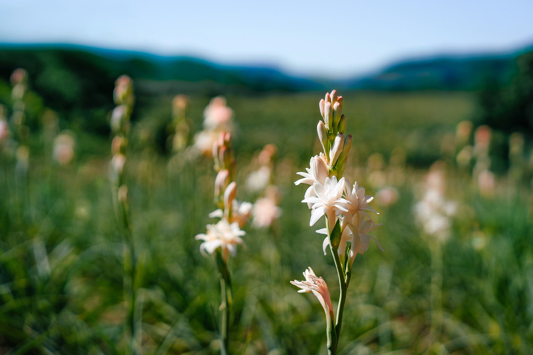 Parfum L'Eau-xikon: Tuberose – Osswald